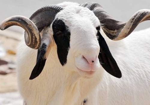 La Tabaski sera célébrée le 28 juin - Site officiel du Togo, République ...